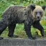 ヒグマ｢殺すな｣から｢全滅させろ！｣まで　 猛クレームに悩む北海道庁に専門家「今こそ『切電』の仕組みを」